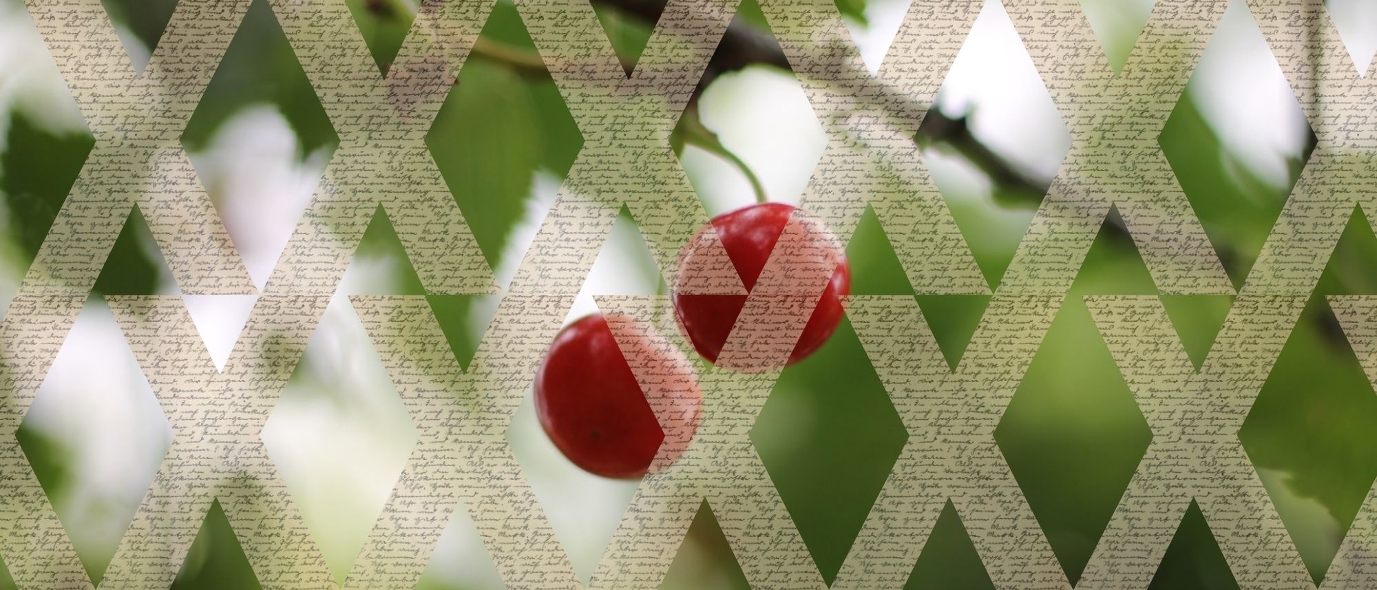 2024 Proximity Prize Issue | Theme: TRANSPLANT – true.