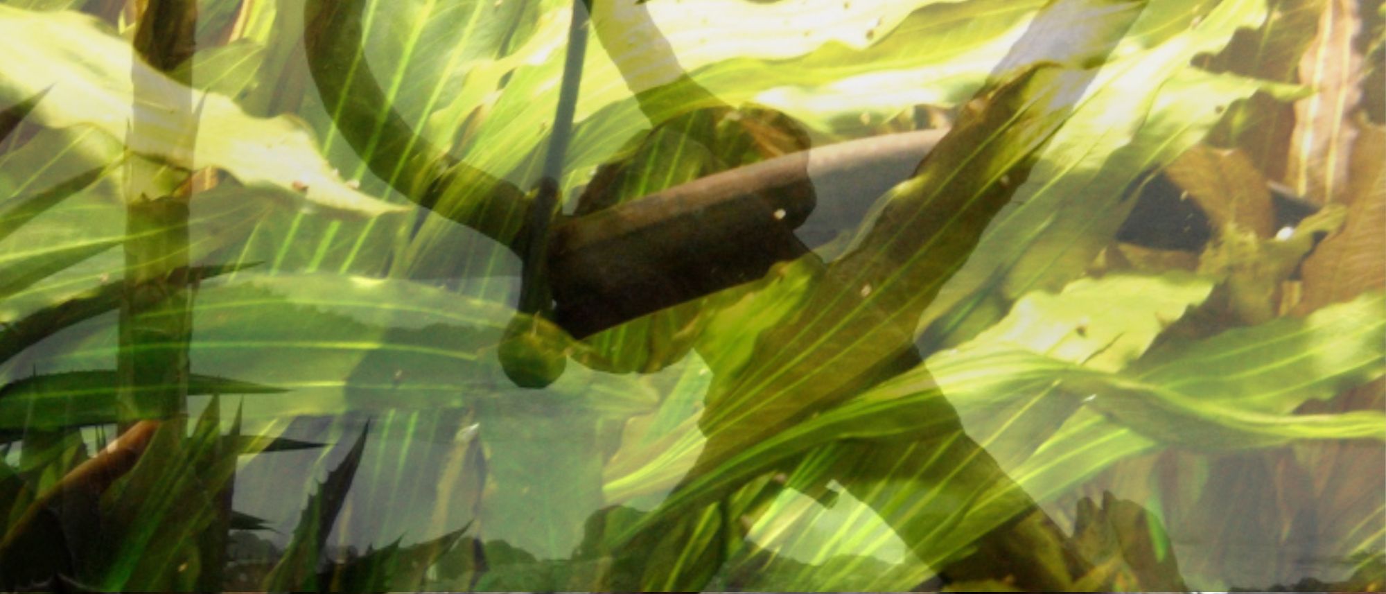 Announcing the 2024 Proximity Prize in Personal Essay – true.