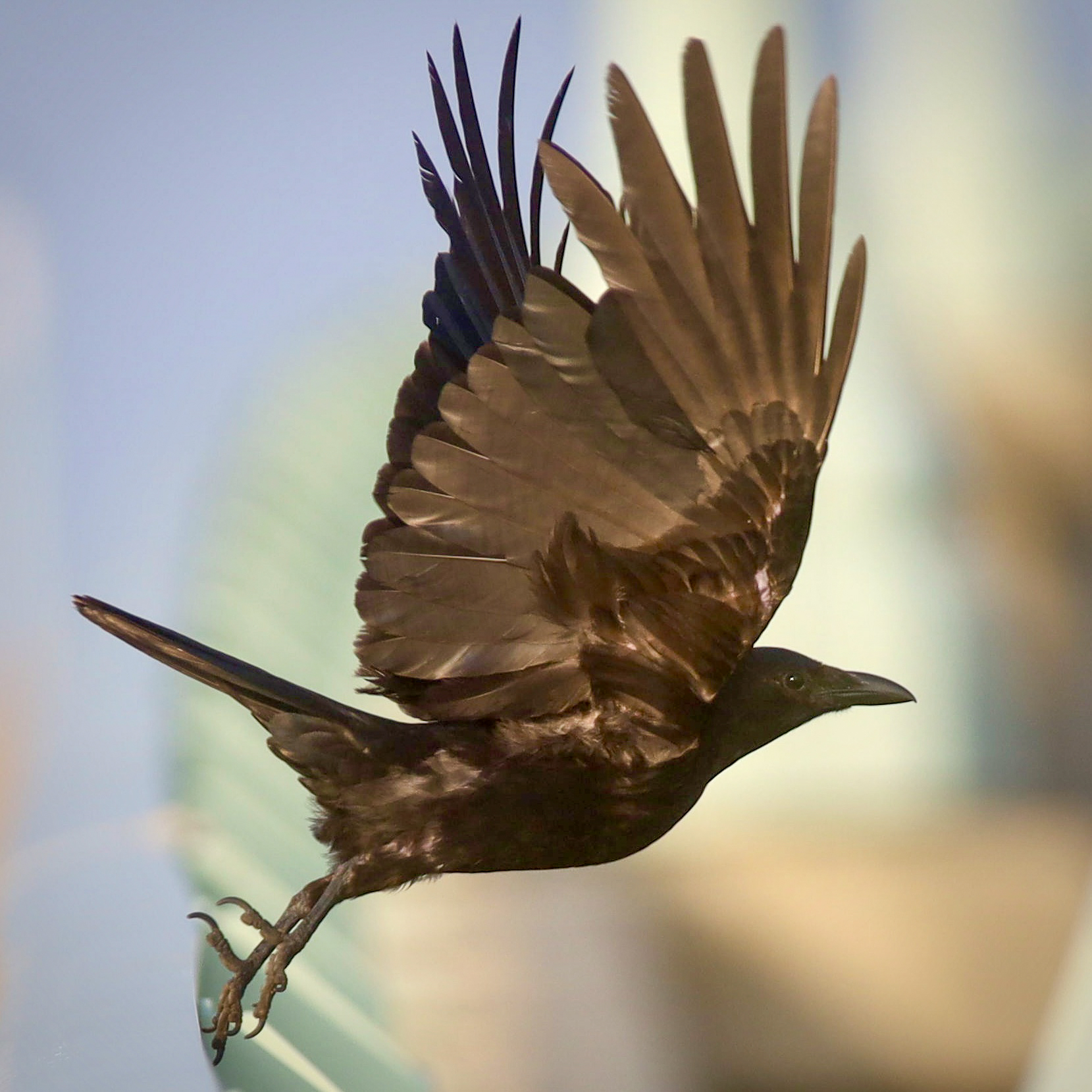 Finding Solace Among the Birds: A Conversation with Joshua McKerrow ...