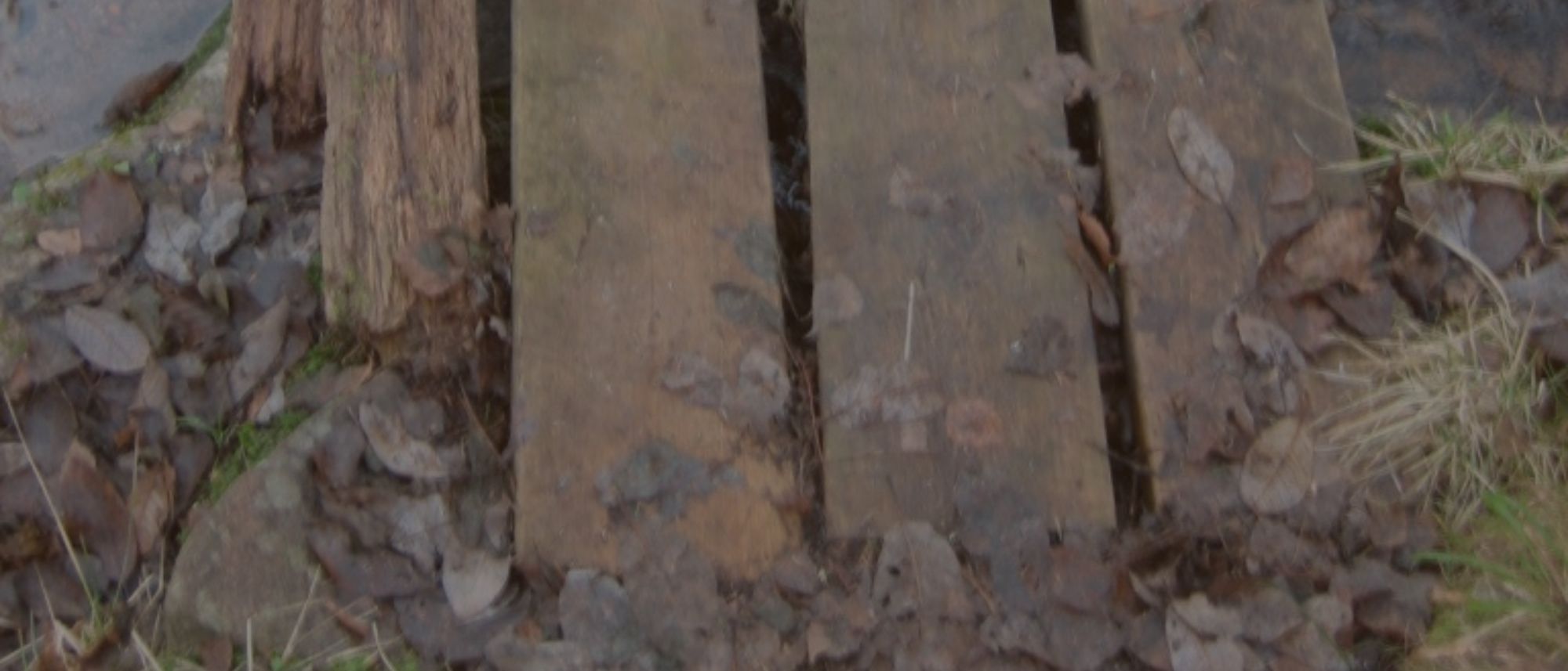 A Glimmer of Hope Among the Ruins – true.